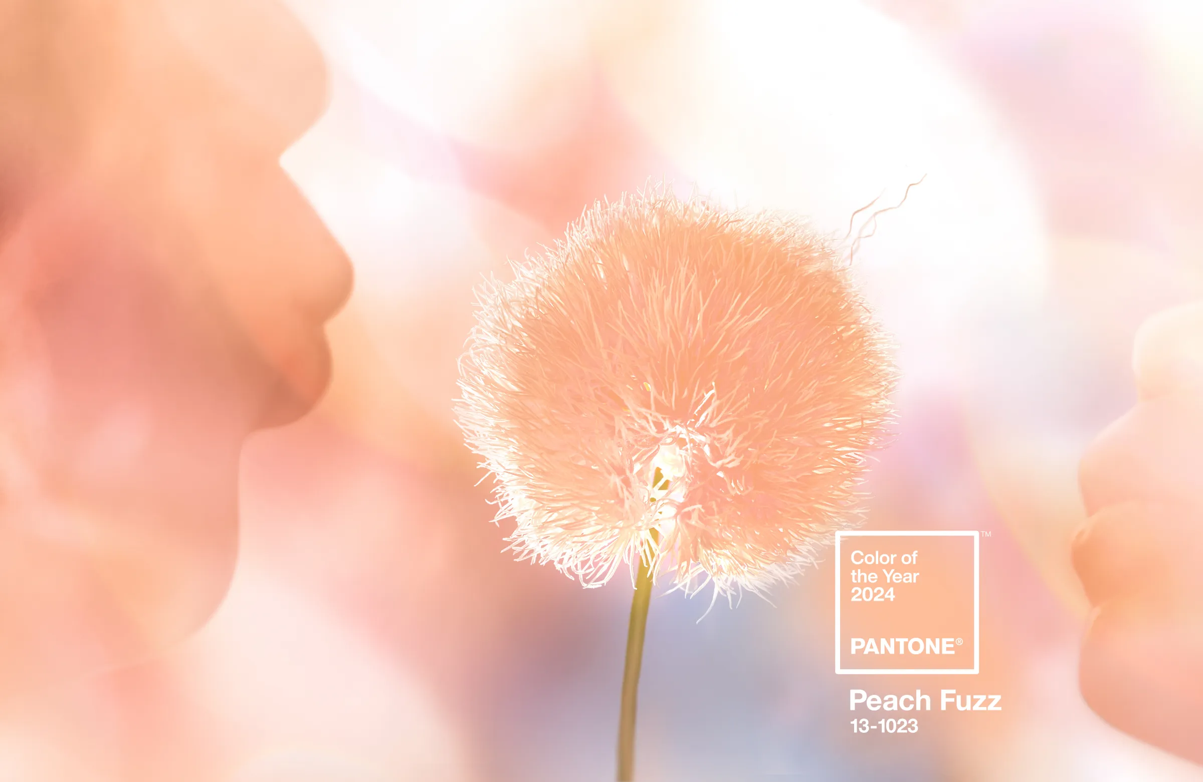 Pantone công bố màu của năm 2024: Peach Fuzz (PANTONE 13-1023) • RGB