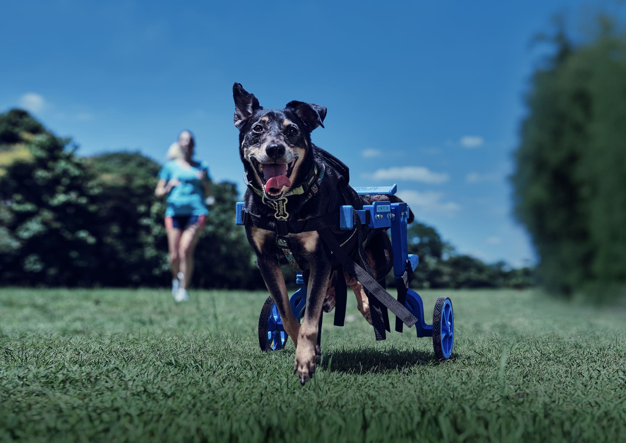 Decathlon làm xe lăn cho thú cưng khuyết tật từ nhựa tái chế, giúp mọi ...